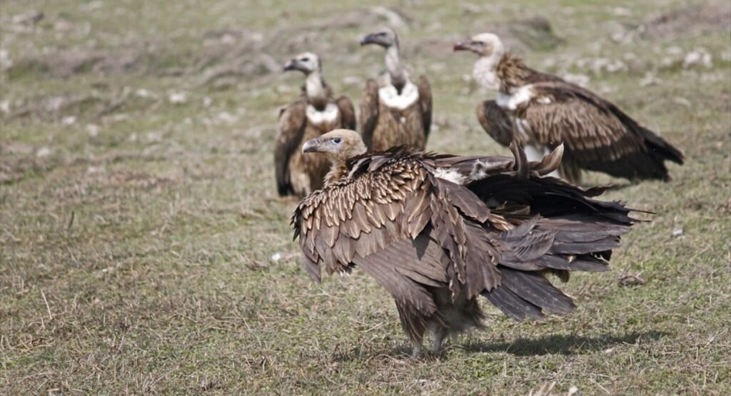 Vultures in Michigan: Turkey vs Black Vultures & Buzzard