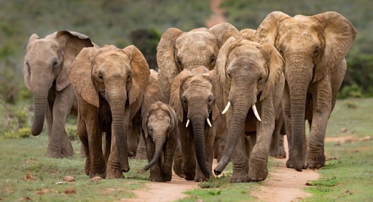 Animals That Eat a Lot: Which Animal Eats the Most (and Why)