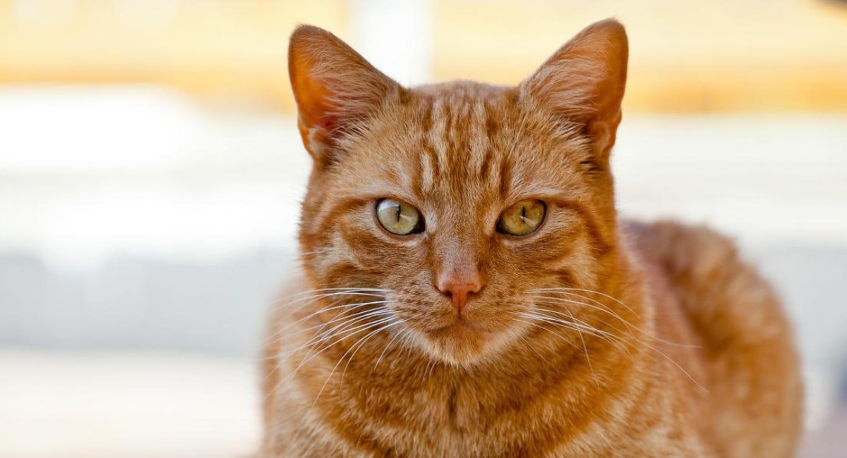 Most Stubborn Animals Explained Through Careful Behavior