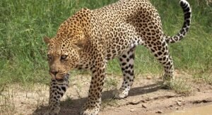 Animals With Spots: A Spotted Animals List