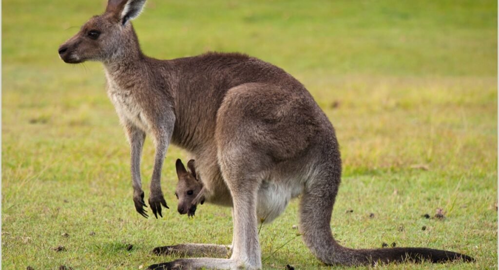 Top 10 Strongest Animals in the World By Power And Strength