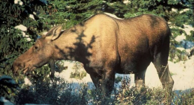 Top 13 Amazing Animals That Live in Bogs With Unique Facts