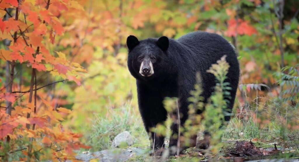 Animals That Are Deaf: “Animals That Can’t Hear”
