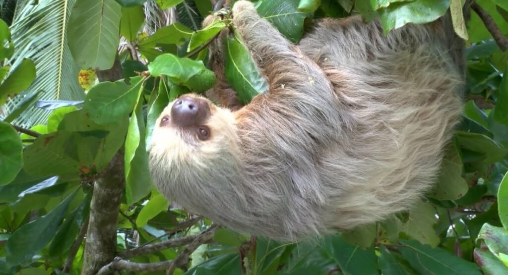 Slow Animals: What Animals Are Slow