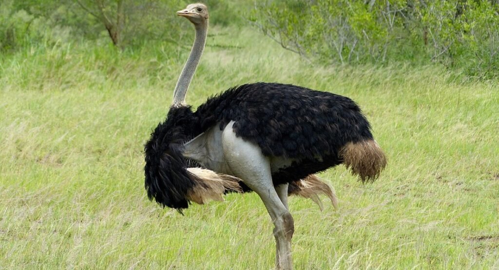 Strong Birds: What Is the Strongest Bird in the World?