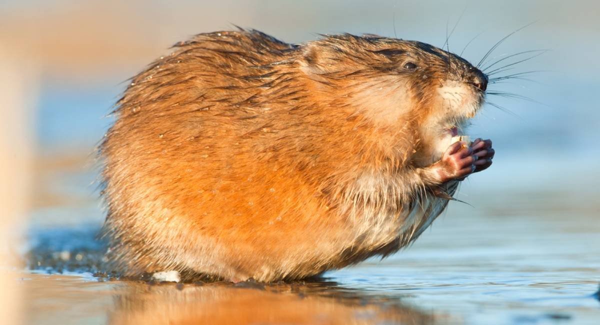 Top 13 Amazing Animals That Live in Bogs With Unique Facts