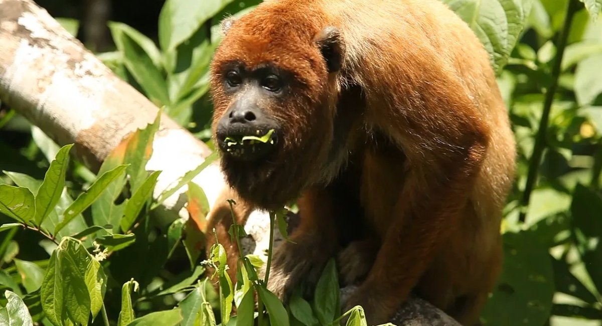 Animals That Are Loud :The Noisiest Voices In Nature