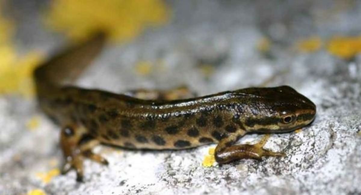 Top 13 Amazing Animals That Live in Bogs With Unique Facts