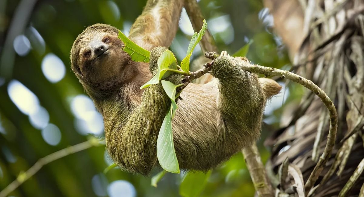 Slow Animals: What Animals Are Slow