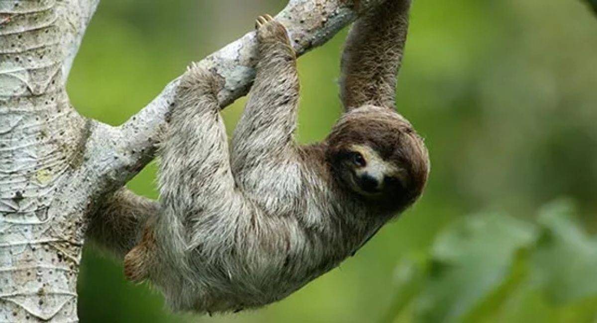 Animals That Have 3 Toes: Real Examples and Track Clues