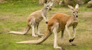 Animals That Walk on Two Legs: 18 Bipedal Animals