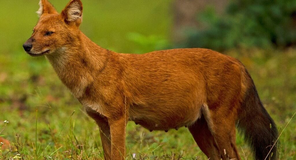 Most Stubborn Animals Explained Through Careful Behavior