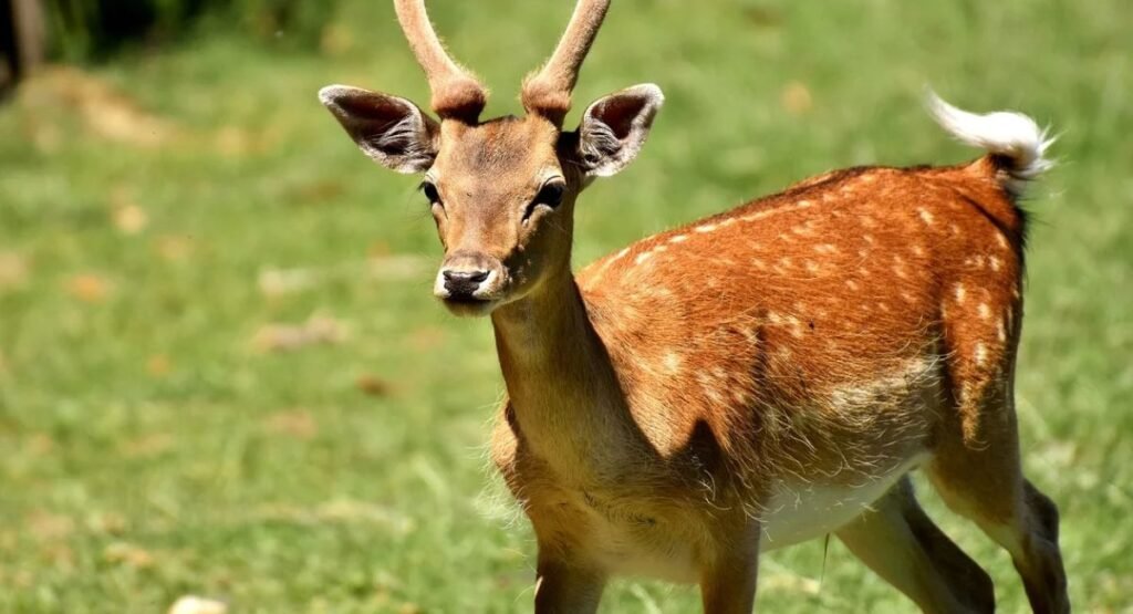 What Do Deer Eat in the Wild? Shocking Facts About Deer Diet