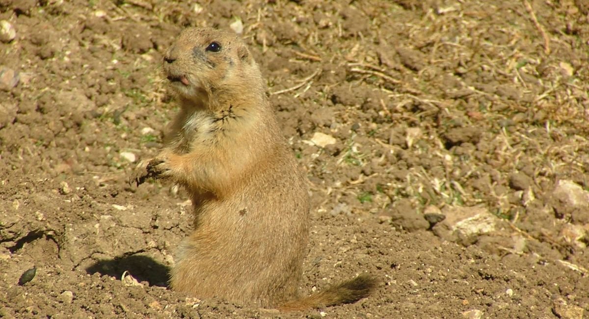 Top 16 Animals That Whistle: Nature’s Unique Sound Makers