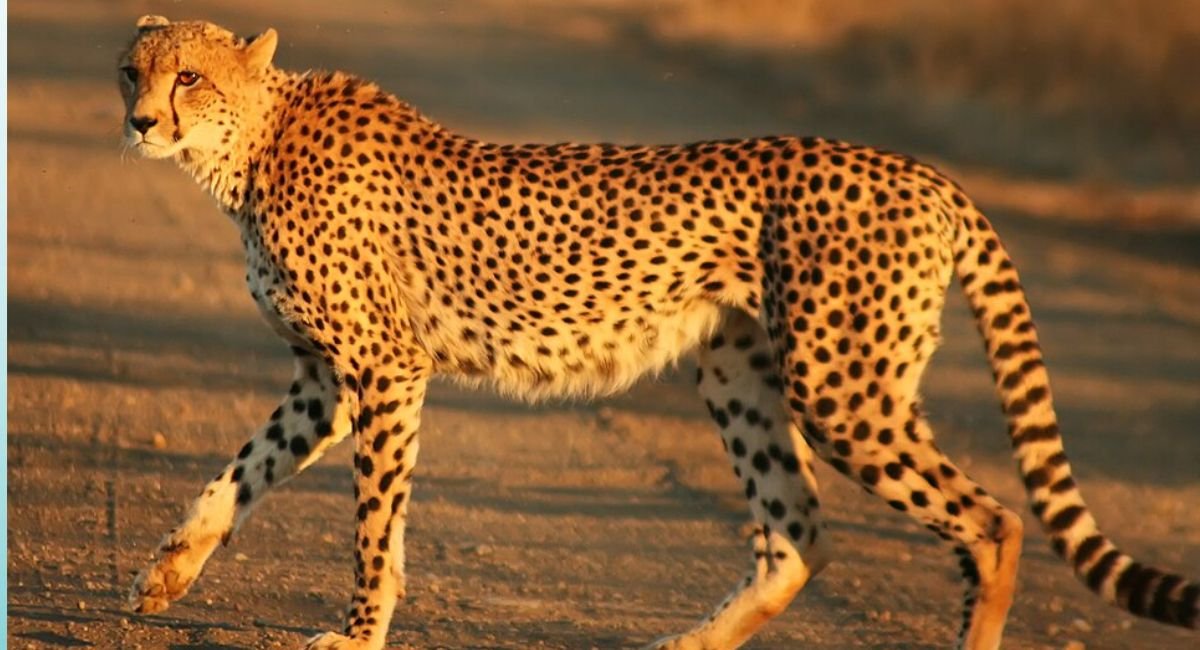 12 Most Anxious Animals in the World That Fear Everything