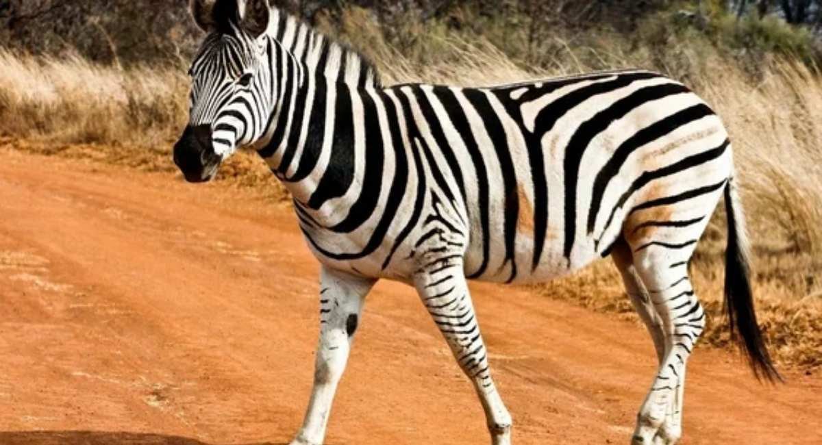Top 15 Animals That Have Manes (You Won’t Believe #7!)