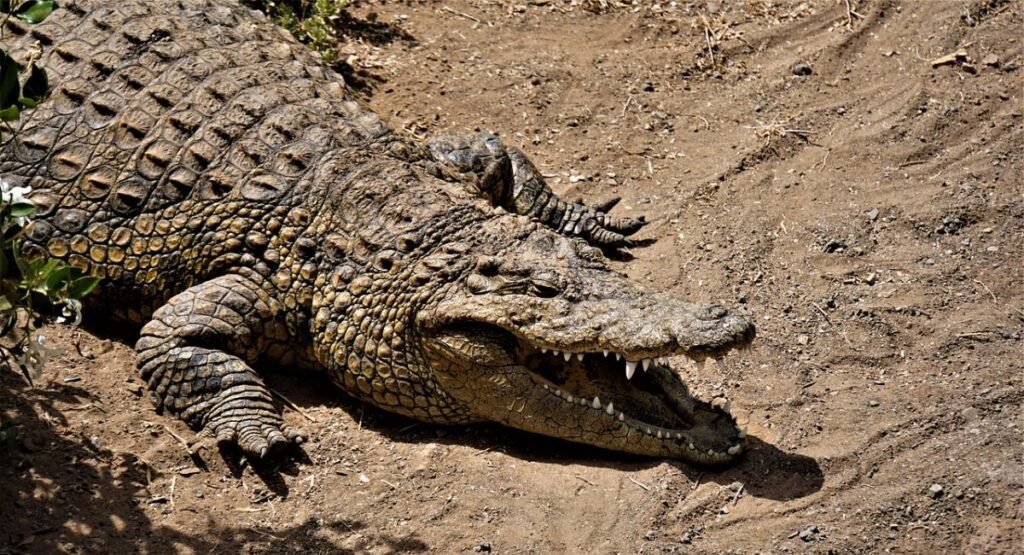 Top 18 Most Patient Animals in the World You Need to Know