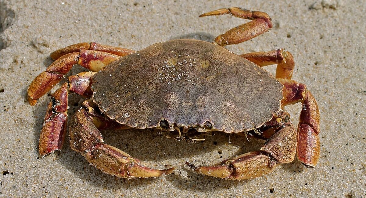 Top 18 Scavenger Animals in the World: Examples And Facts