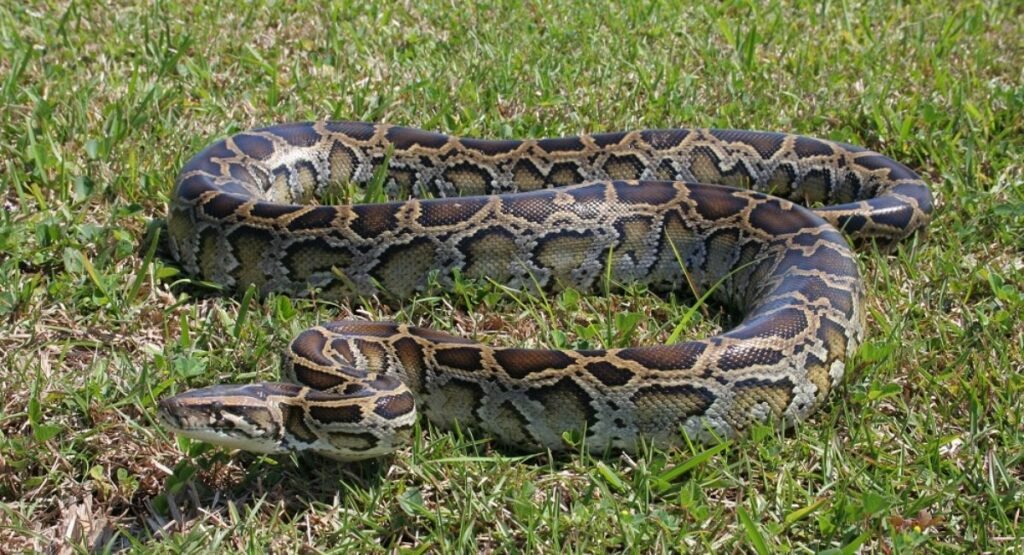Top 18 Most Patient Animals in the World You Need to Know