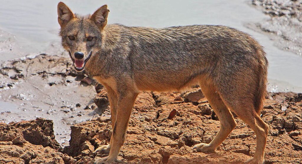 Top 18 Scavenger Animals In The World: Examples And Facts