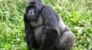 Animals That Walk on Two Legs: 18 Bipedal Animals