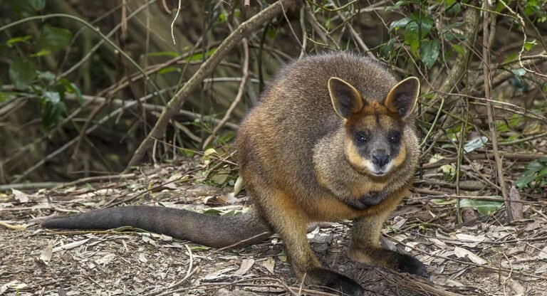 Animals That Walk on Two Legs: 18 Bipedal Animals