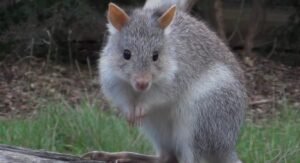 Animals That Walk on Two Legs: 18 Bipedal Animals