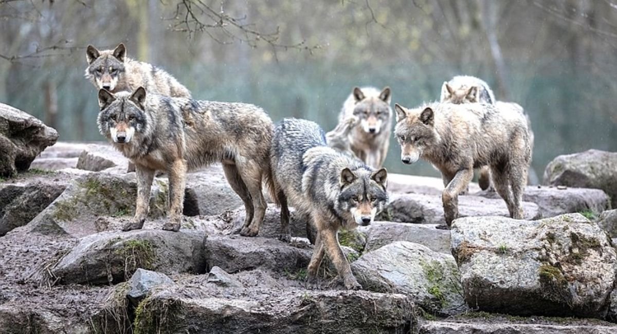 Animals That Live in Groups: Top 10 Social Animals